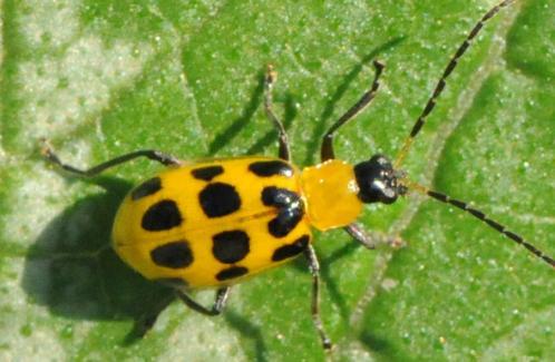 Cucumber Beetles: Spotted or Striped on Vegetables | University of Maryland Extension